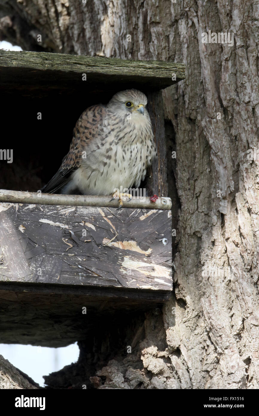 Kestrel nest box hi-res stock photography and images - Alamy