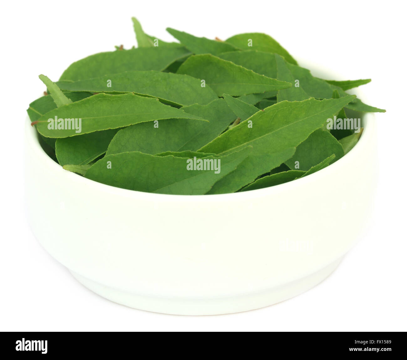 Curry Leaf Tree High Resolution Stock Photography and Images - Alamy