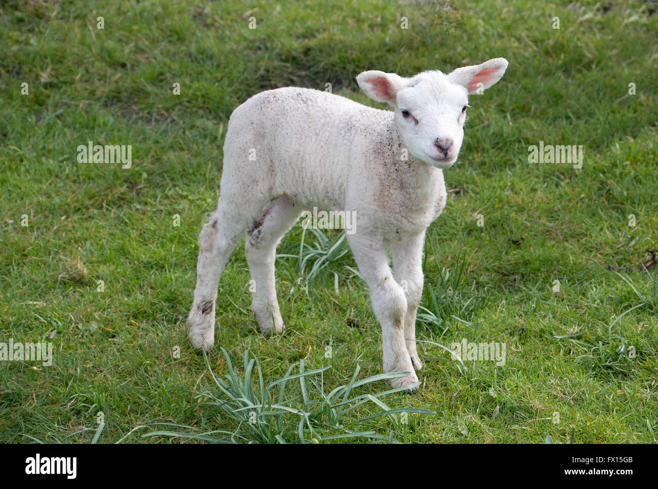 sheep walking in grassland at springtime Stock Photo - Alamy