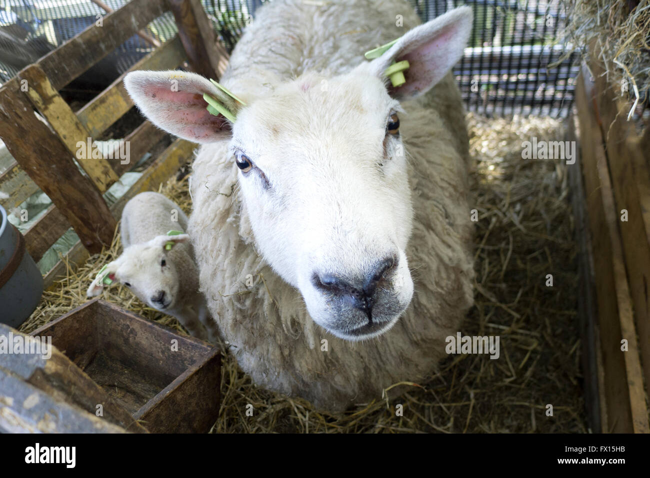 sheep walking in grassland at springtime Stock Photo - Alamy