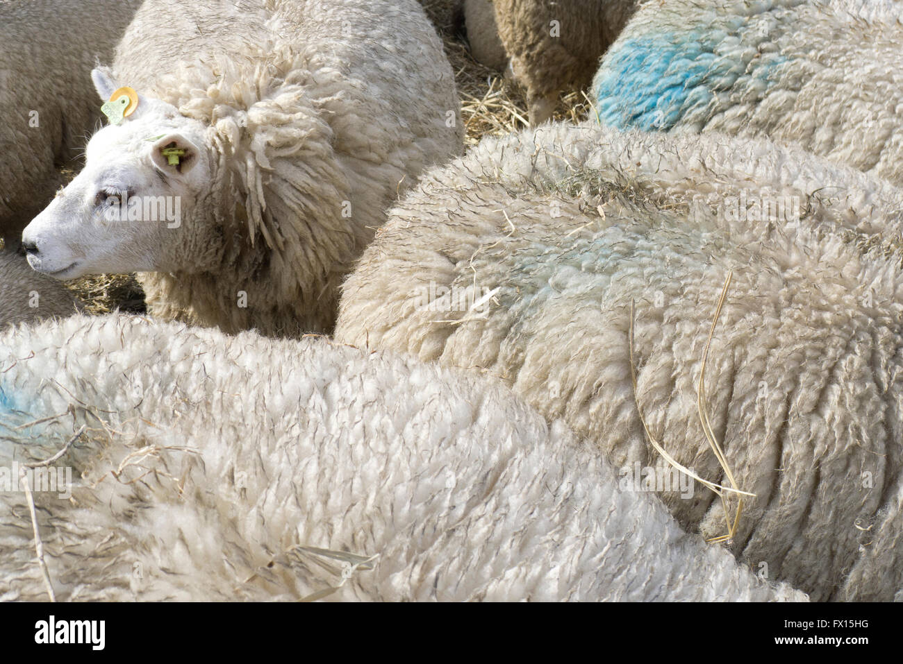 sheep walking in grassland at springtime Stock Photo - Alamy