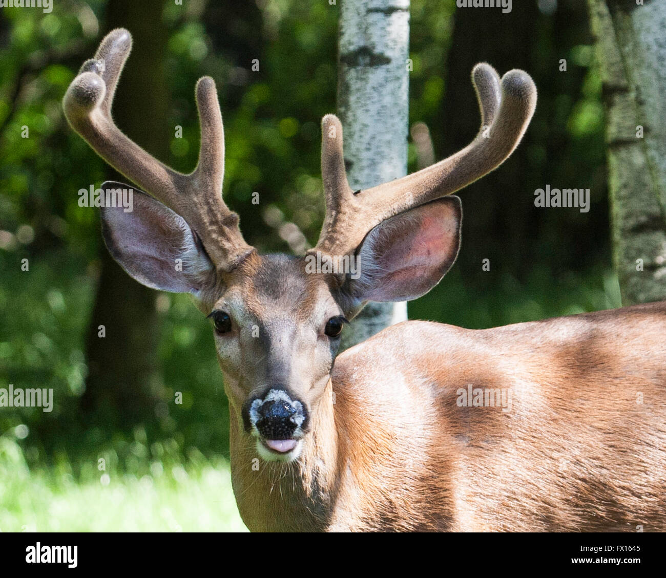 Whitetail Buck with Tongue Out Stock Photo - Alamy