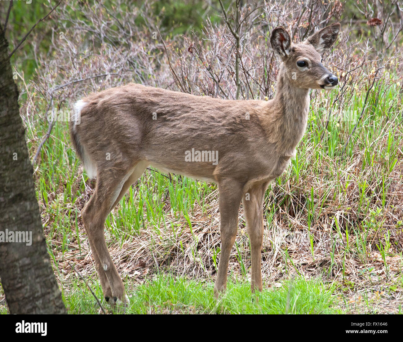 Odocoileus virginianus whitetail deer hi-res stock photography and ...