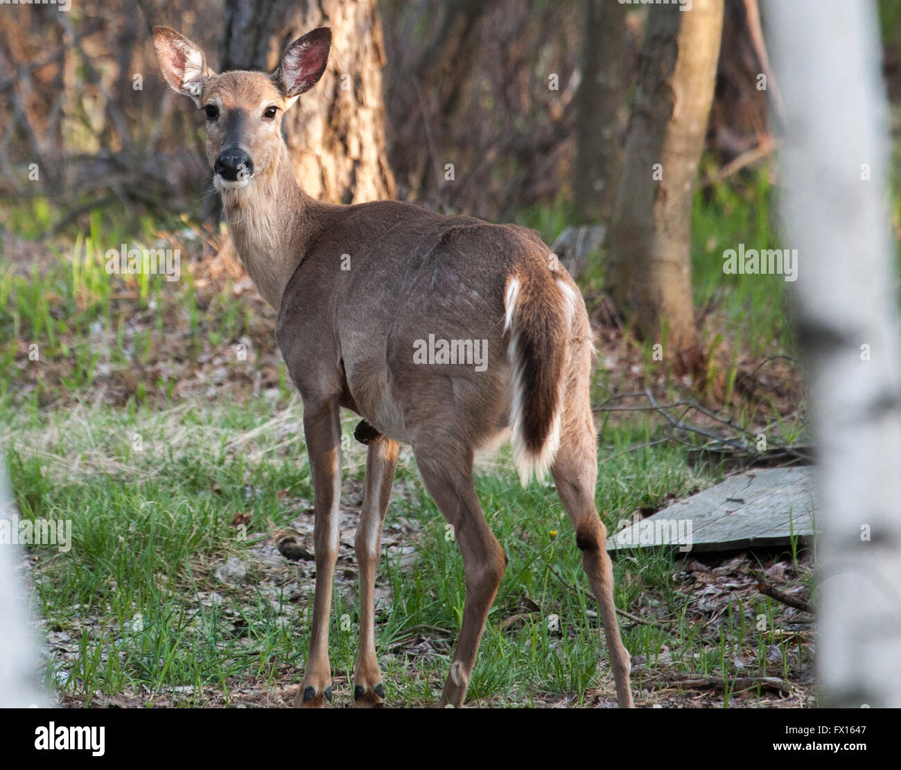 Whitetail Doe Looking Back Stock Photo - Alamy
