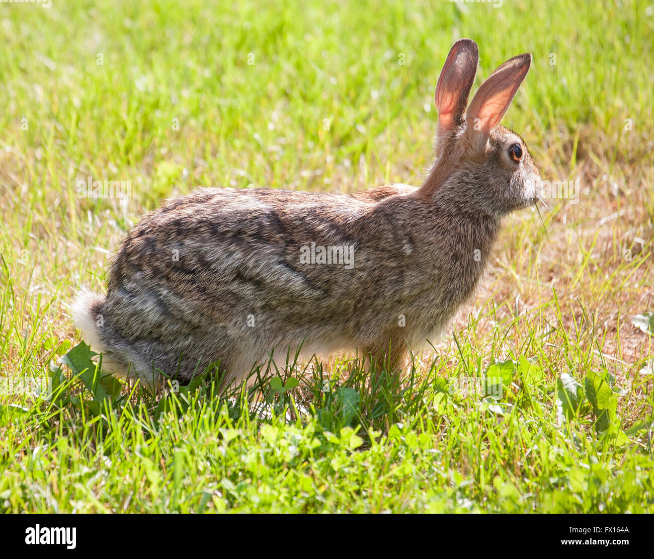 Rabbit tail hi-res stock photography and images - Alamy