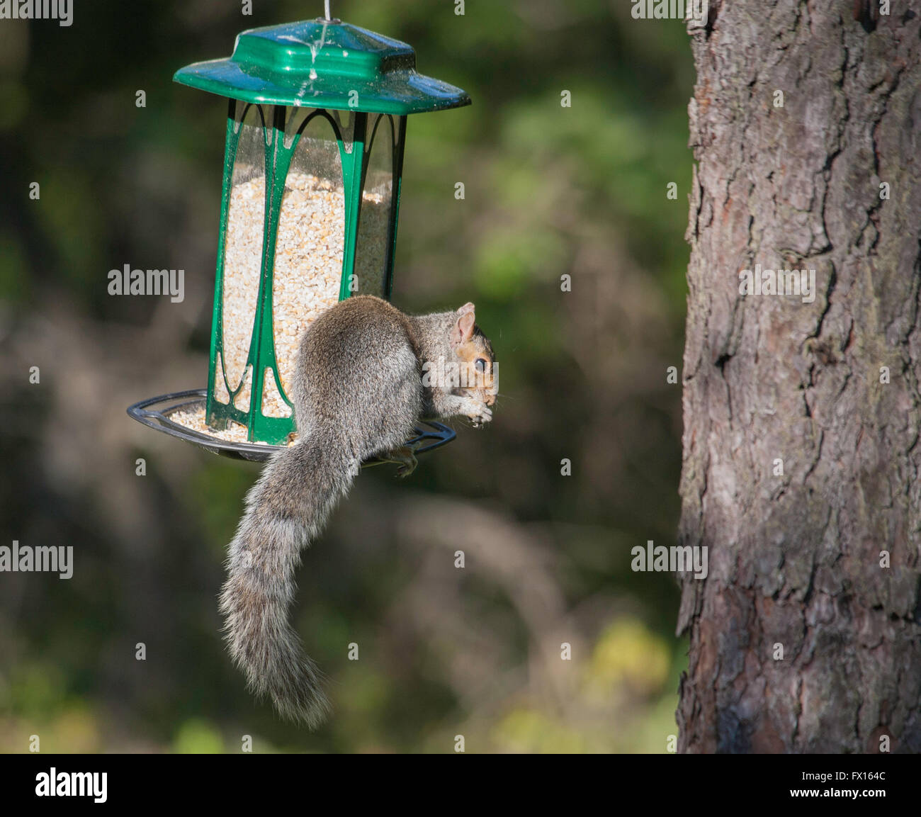 Squirrel Eating From Bird Feeder Stock Photo - Alamy