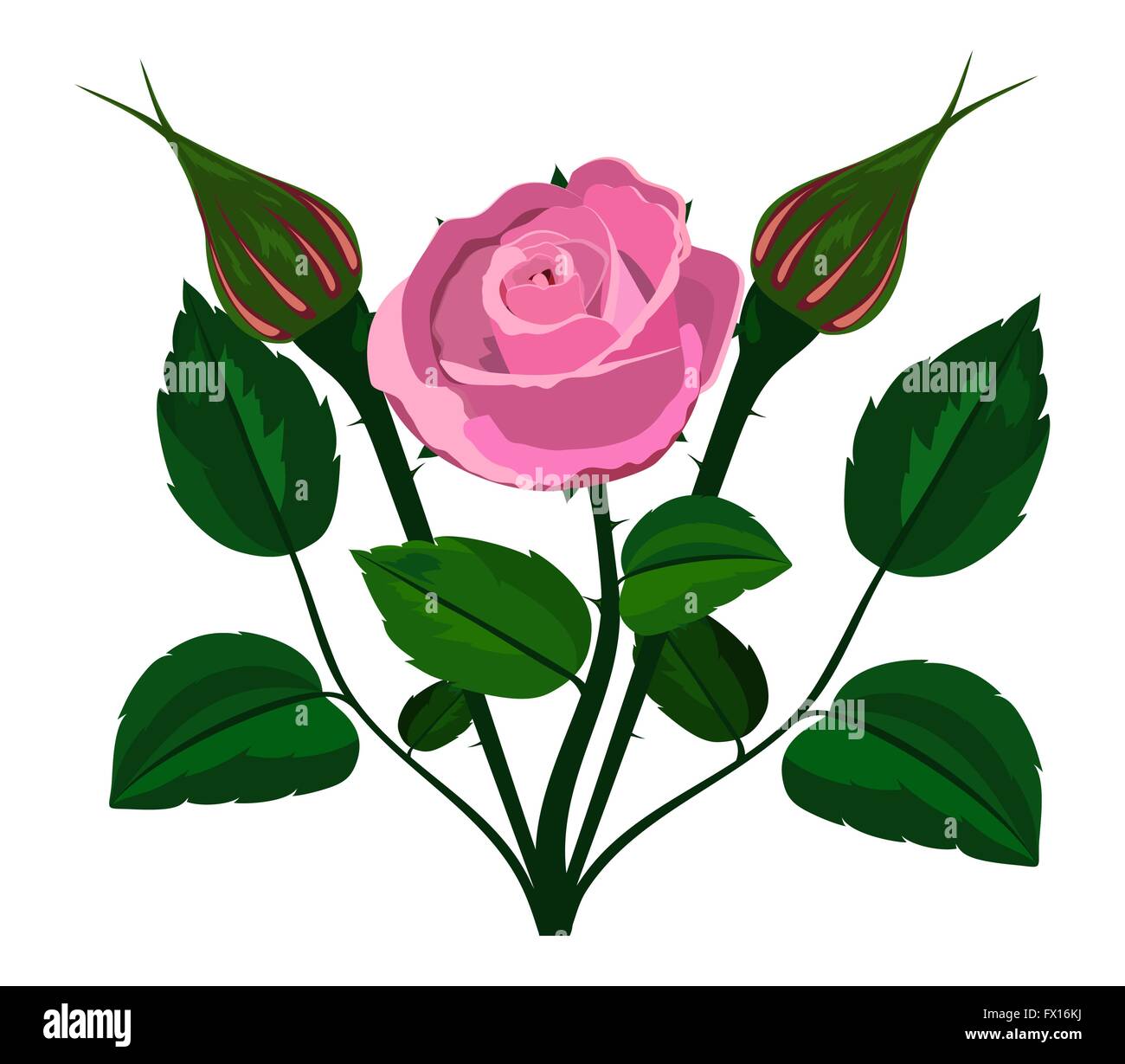 Rose bush in summer Stock Vector Images - Alamy
