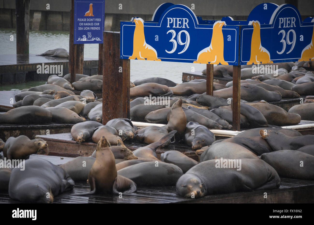 San fransisco pier 39 hi-res stock photography and images - Alamy