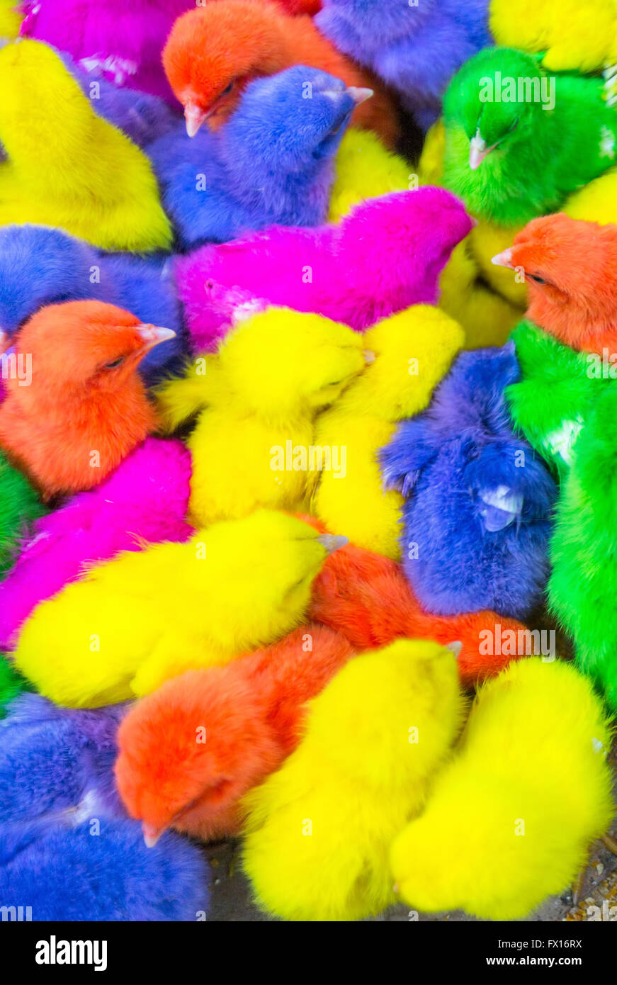 Colorful chicken hi-res stock photography and images - Alamy