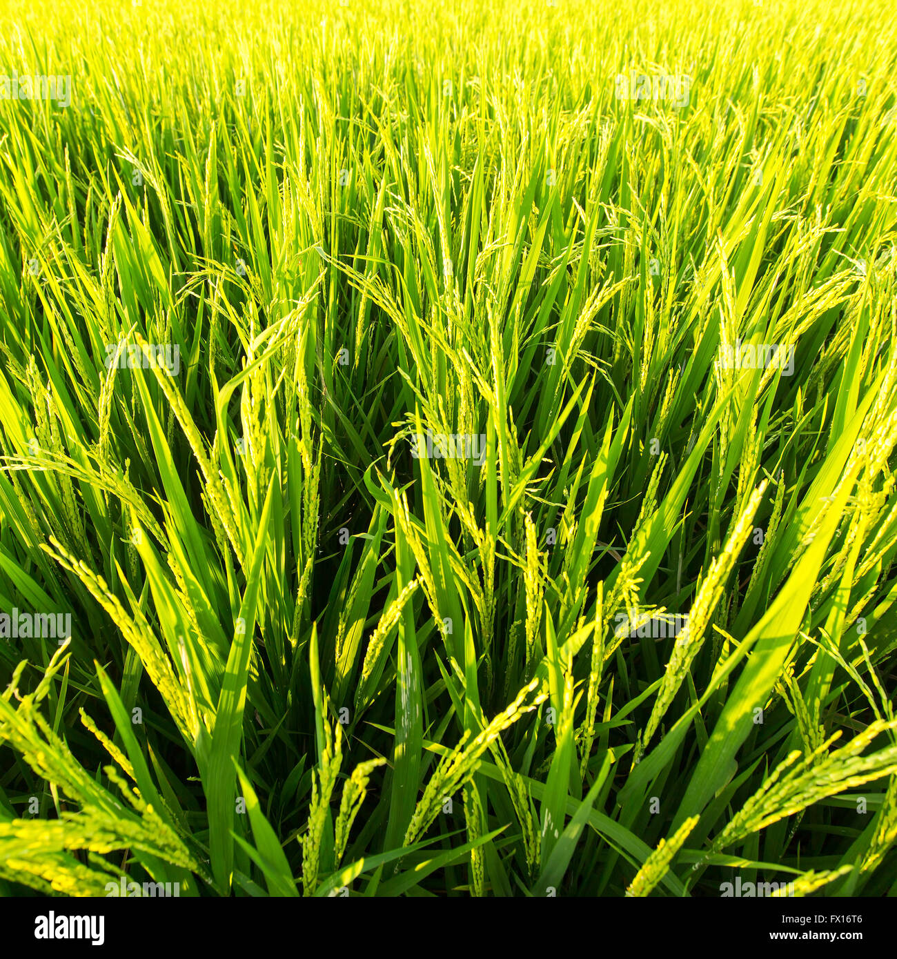 Rice grass detail china hi-res stock photography and images - Alamy
