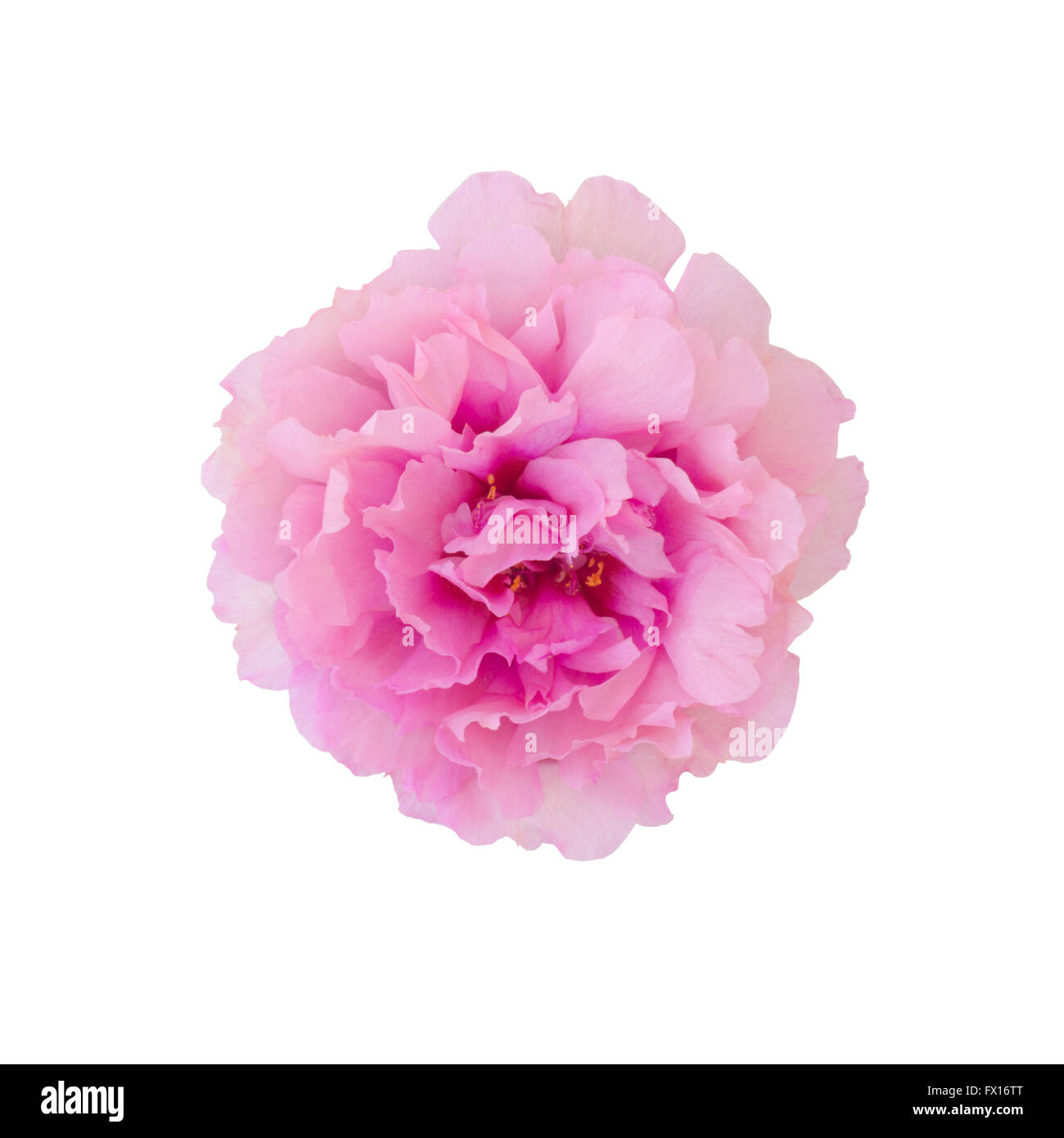 Daisy flowers on white background Cut Out Stock Images & Pictures - Alamy