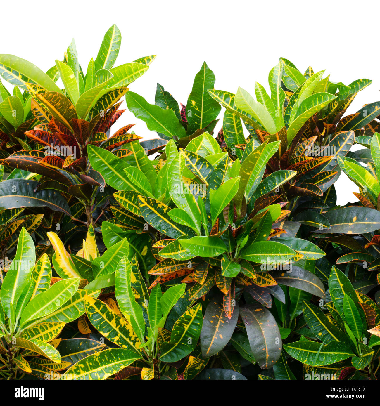 Codiaeum variegatum leaves isolated on white background Stock Photo - Alamy