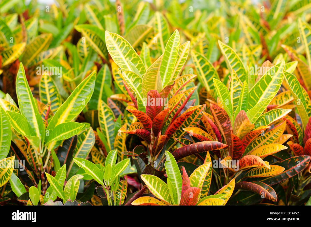 Codiaeum variegatum leaves background Stock Photo - Alamy
