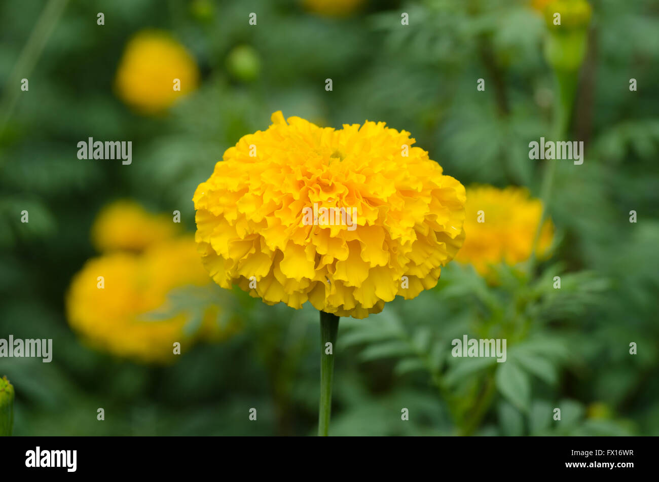 Tagetes erecta hi-res stock photography and images - Alamy