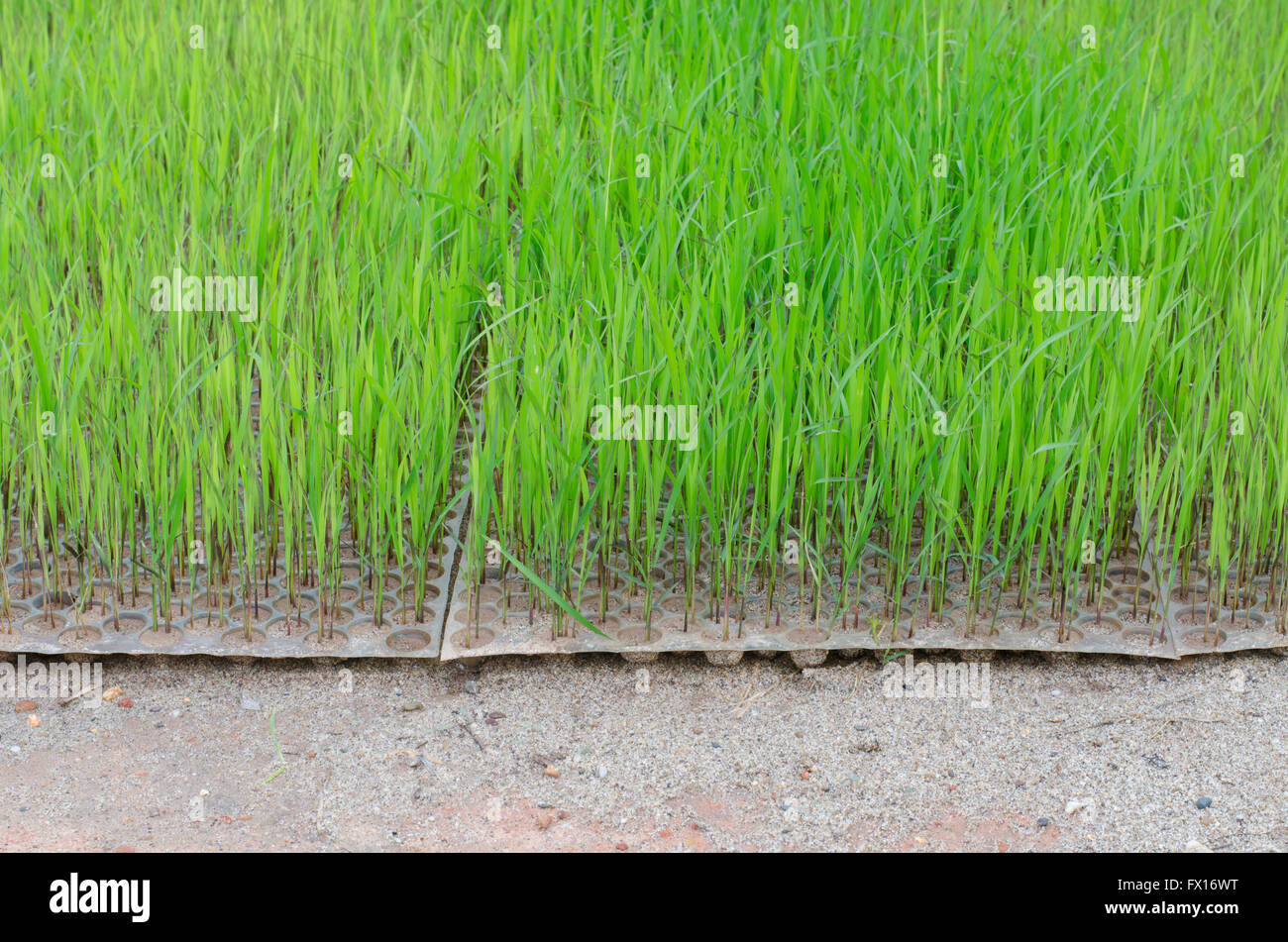 Rice berry rice seedling in tray Stock Photo - Alamy