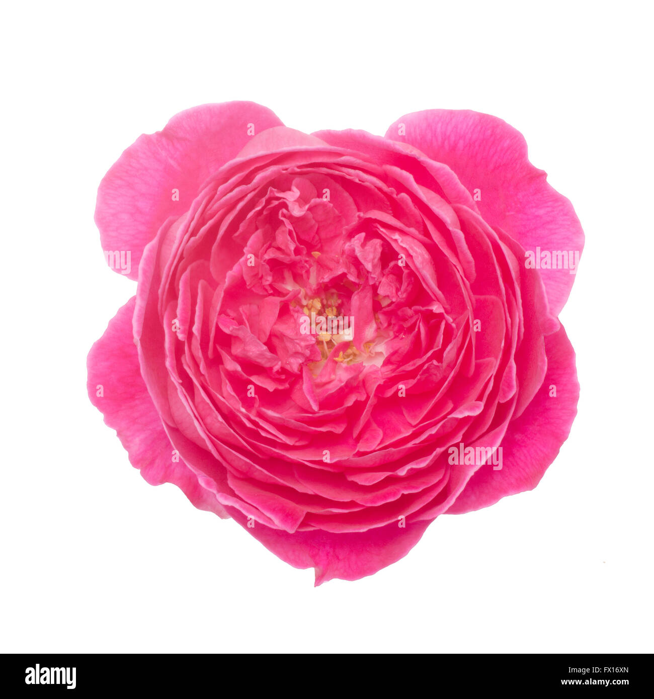 Damask rose isolated on white background Stock Photo - Alamy