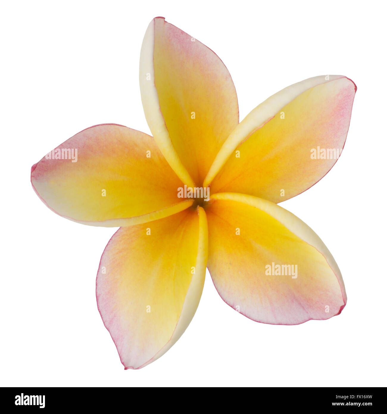 frangipani isolated on white background Stock Photo - Alamy