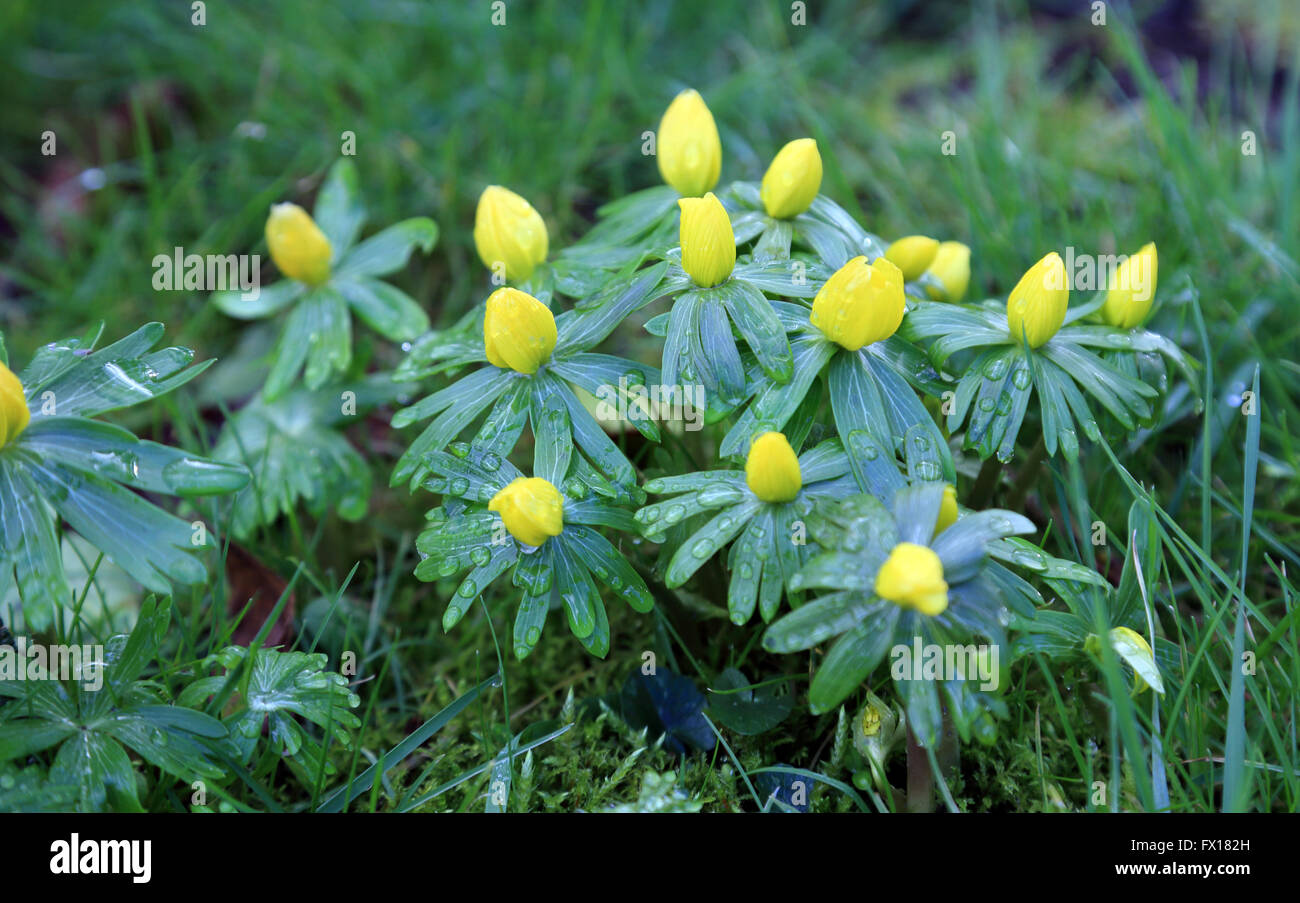 Chinese aconite hi-res stock photography and images - Alamy