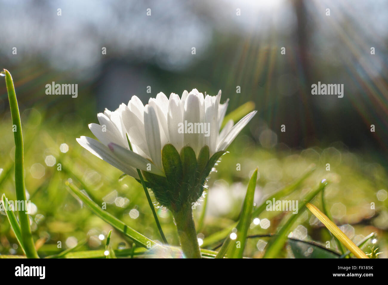 Lawn daisy occasionally english daisy it is native to western hi-res ...