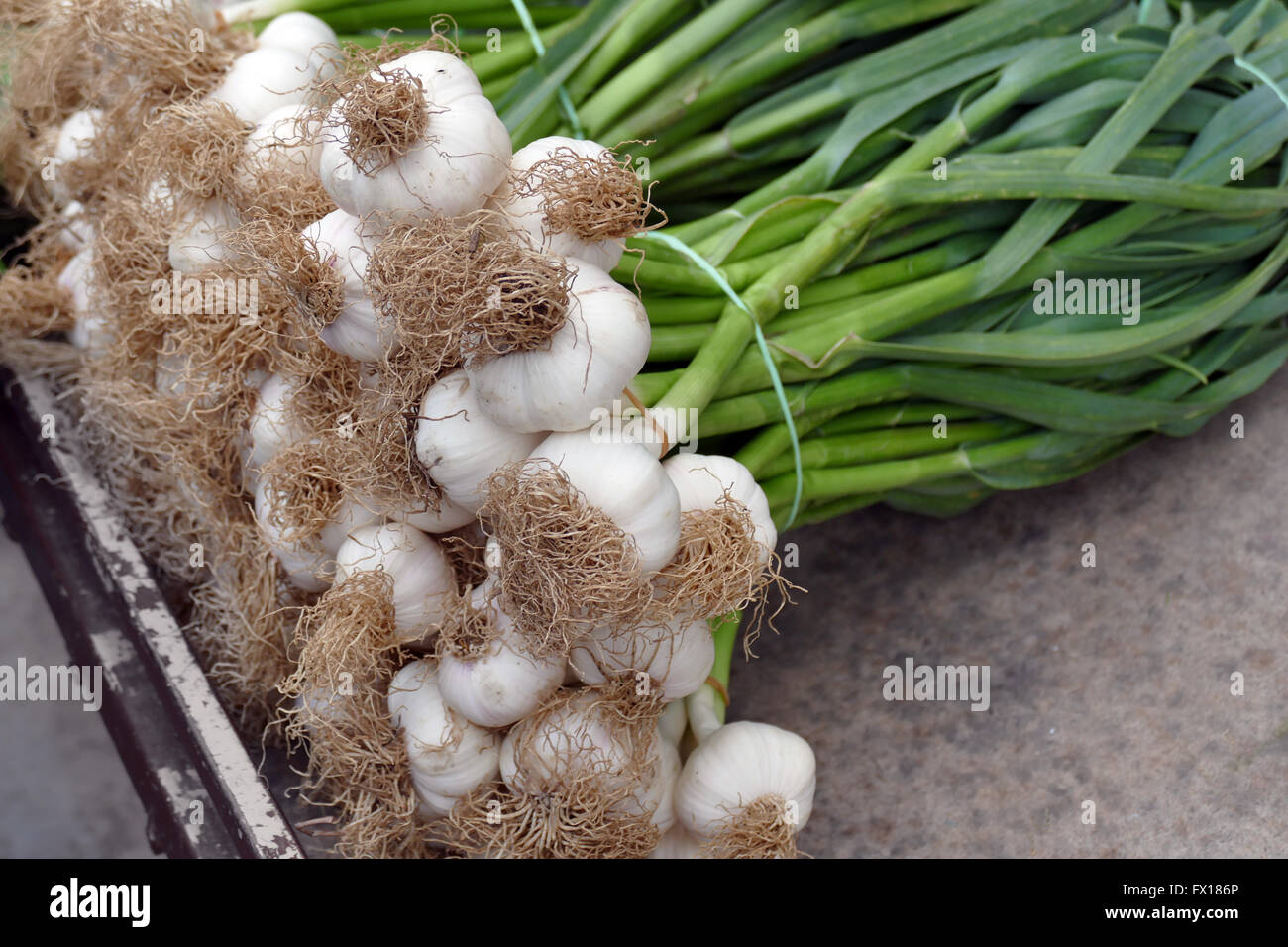 Fresh garlic from the home garden Stock Photo - Alamy