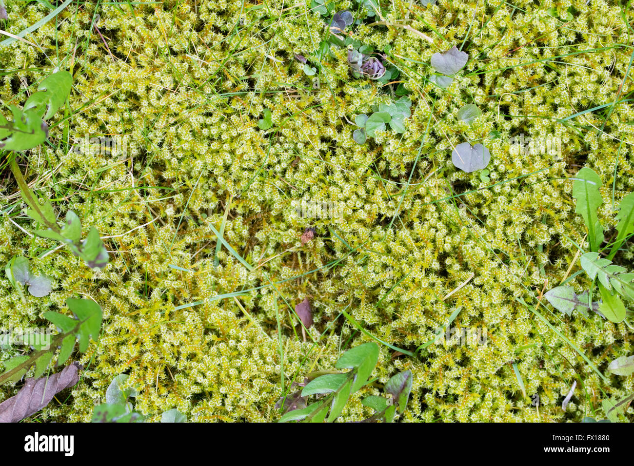 Moss texture (with grass and leaves), background with copy space Stock ...