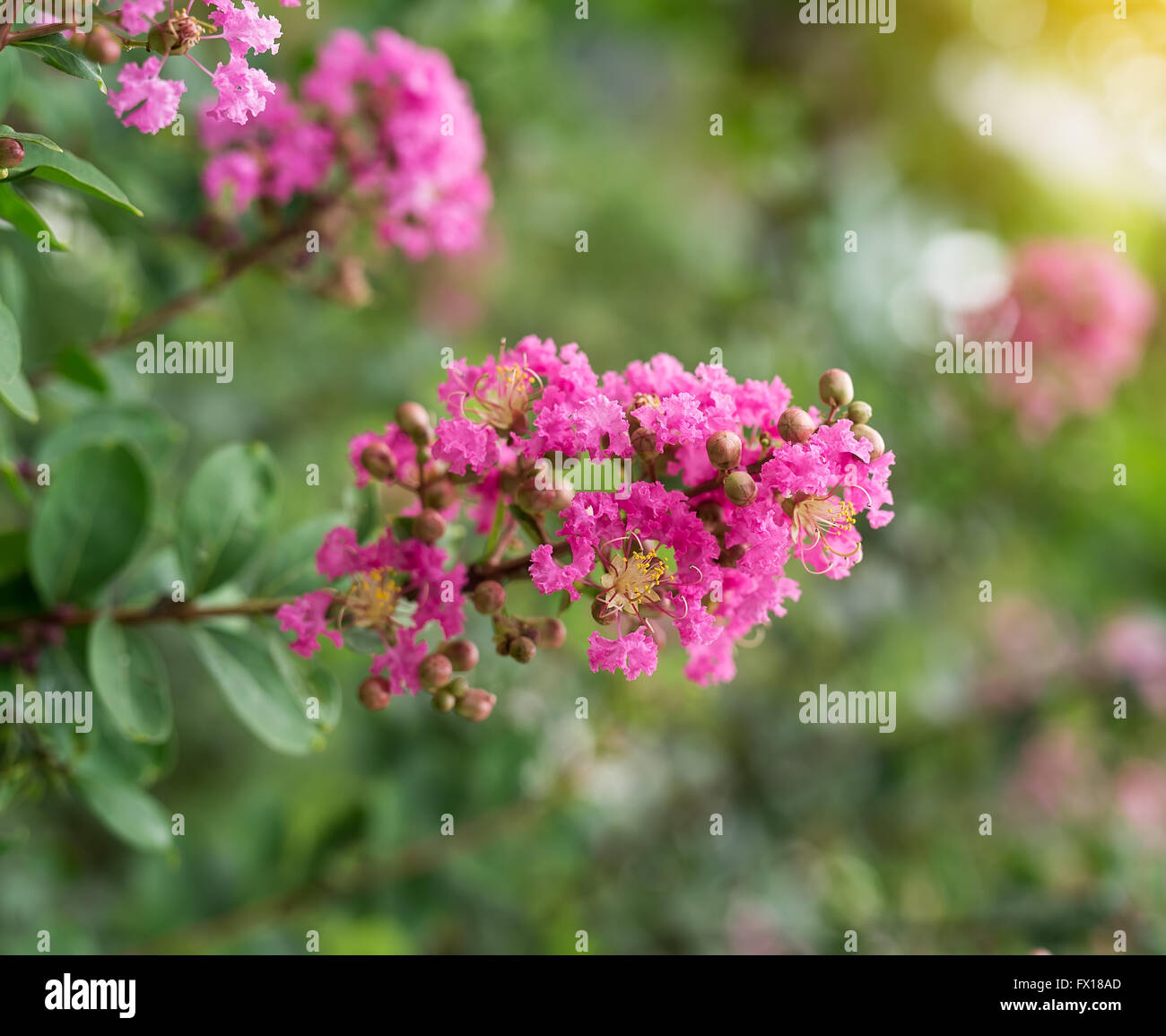Crepe myrtle tree shrub hi-res stock photography and images - Alamy