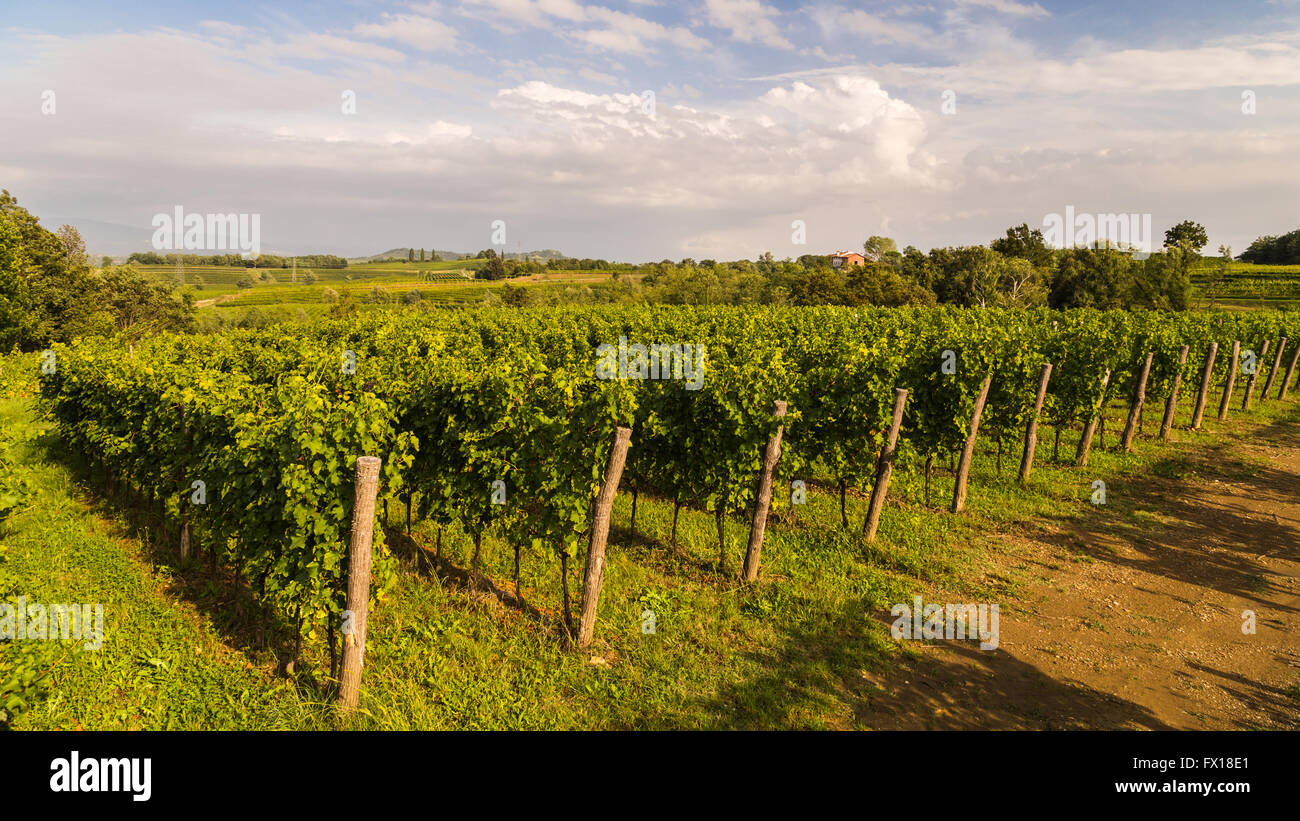 grapevine cultivation in the italian countryside in a stormy summer day ...