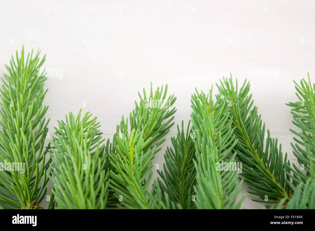Close up green fir branches hi-res stock photography and images - Alamy