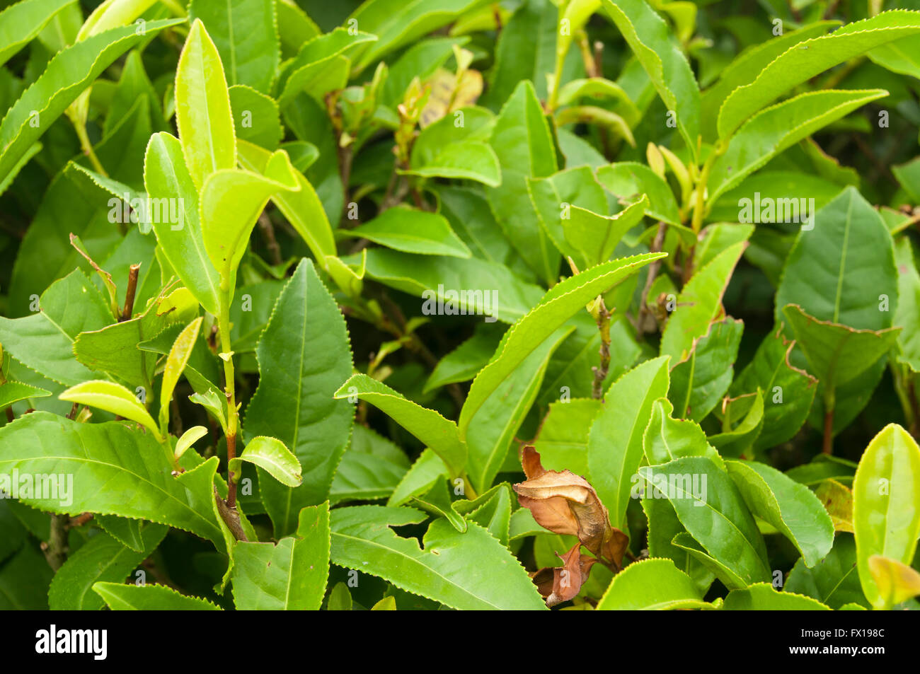 Tea tree plant in the tea fields of western Georgia Stock Photo - Alamy