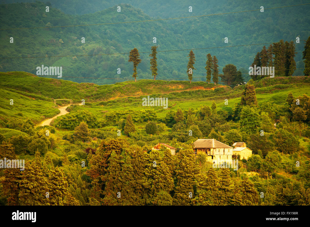 Tea tree plantationas near Batumi, western Georgia Stock Photo - Alamy
