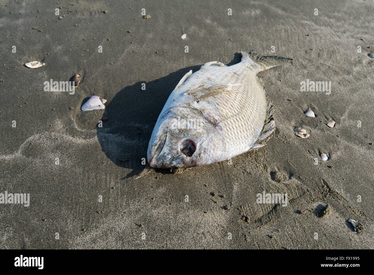 Dead fish on polluted shore hi-res stock photography and images - Alamy