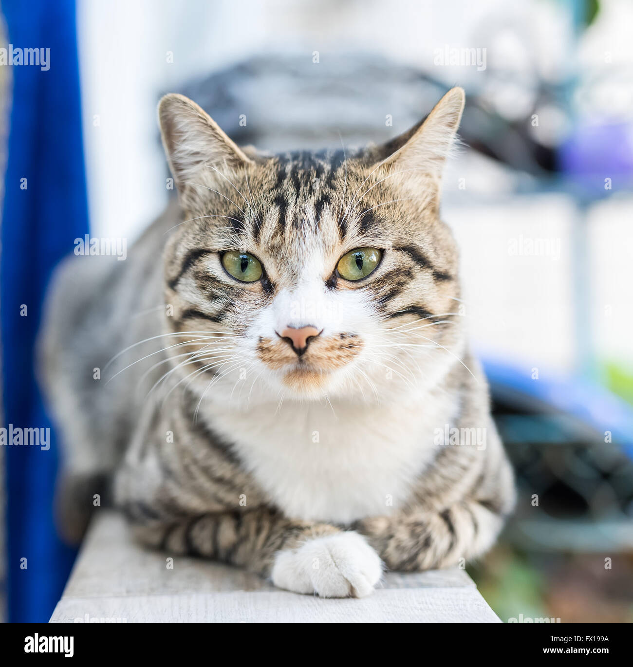 Profile of cat Stock Photo - Alamy