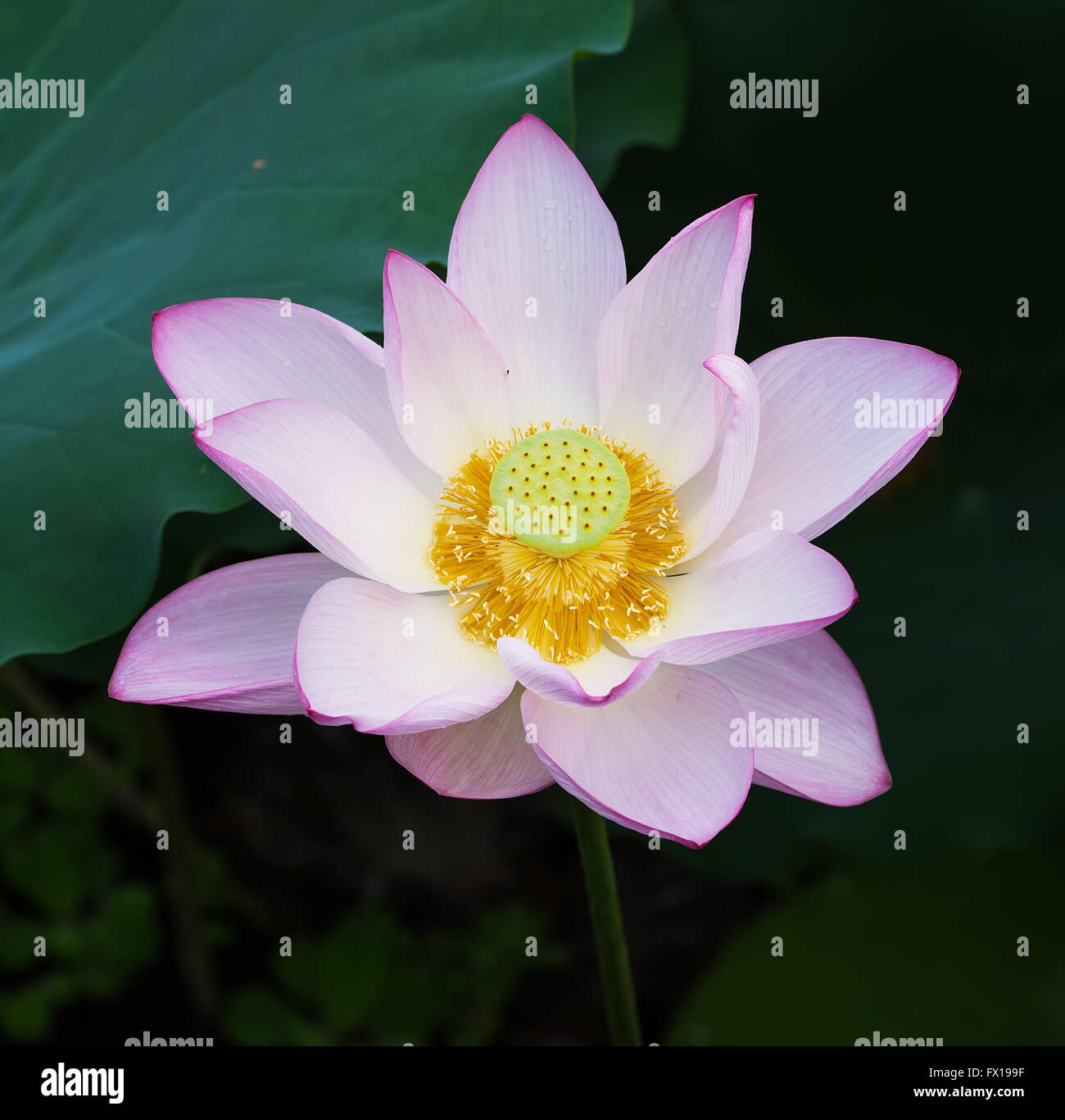Lotus flower and Lotus flower plants Stock Photo - Alamy