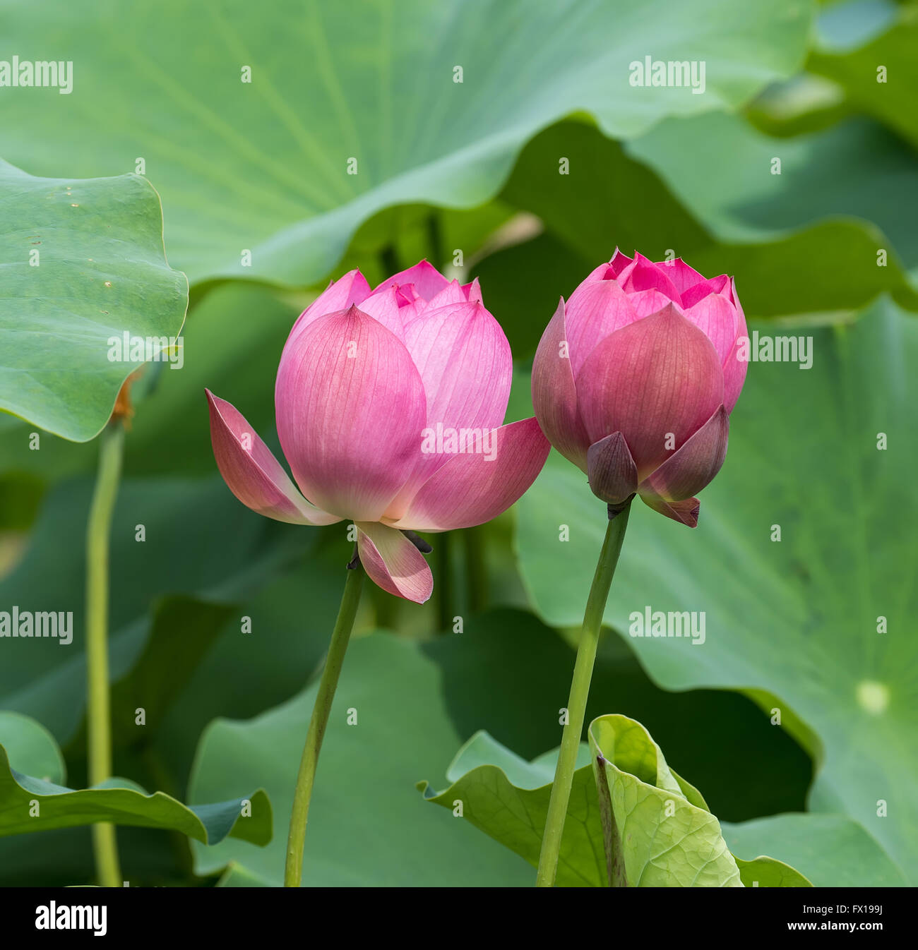 Lotus flower and Lotus flower plants Stock Photo - Alamy
