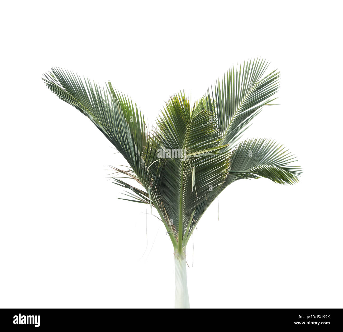 Palm white background hi-res stock photography and images - Alamy