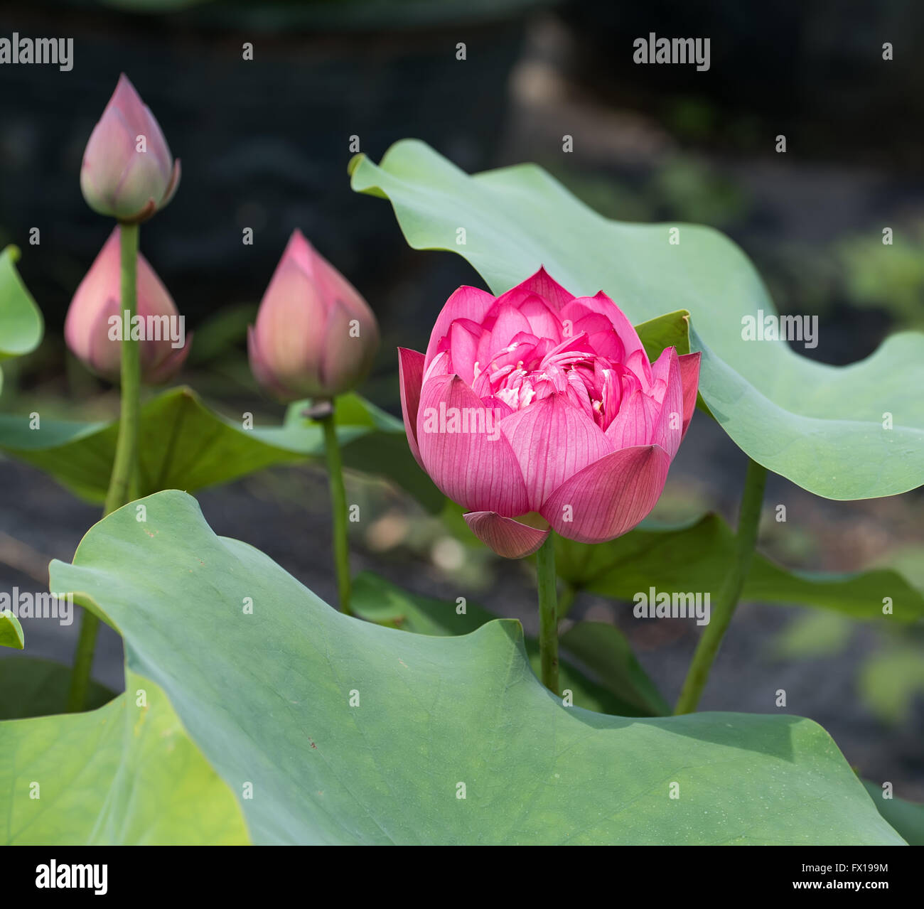 Lotus flower and Lotus flower plants Stock Photo - Alamy