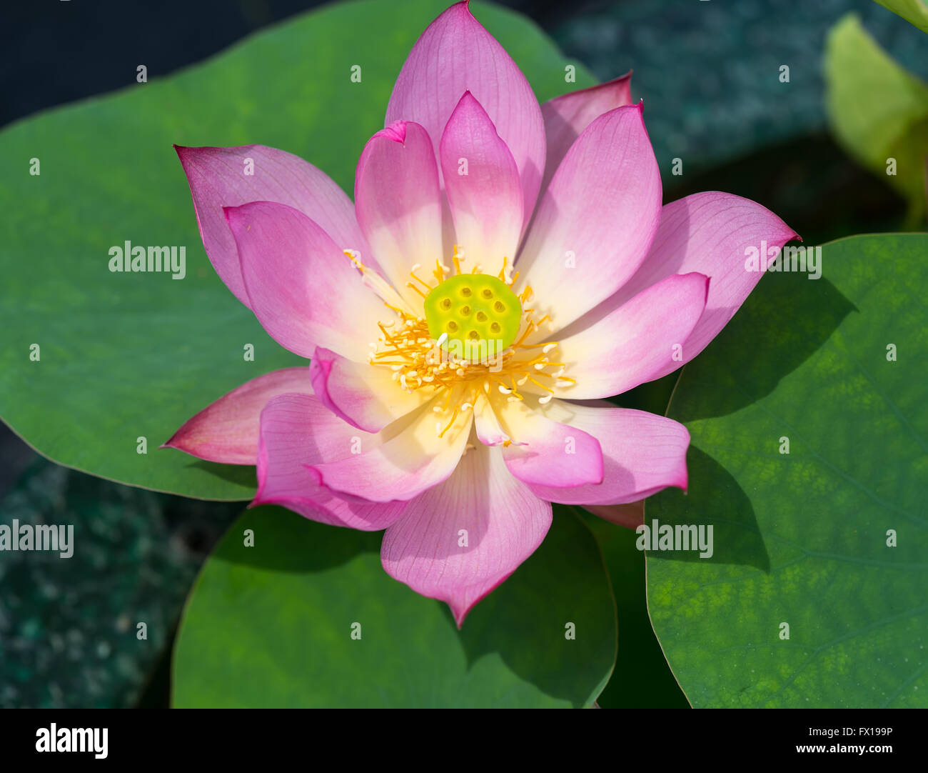 Lotus flower and Lotus flower plants Stock Photo - Alamy