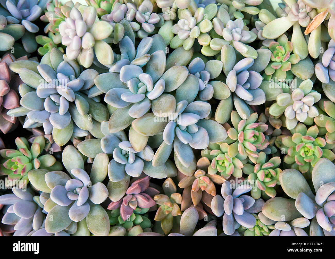 Miniature succulent plants Stock Photo - Alamy