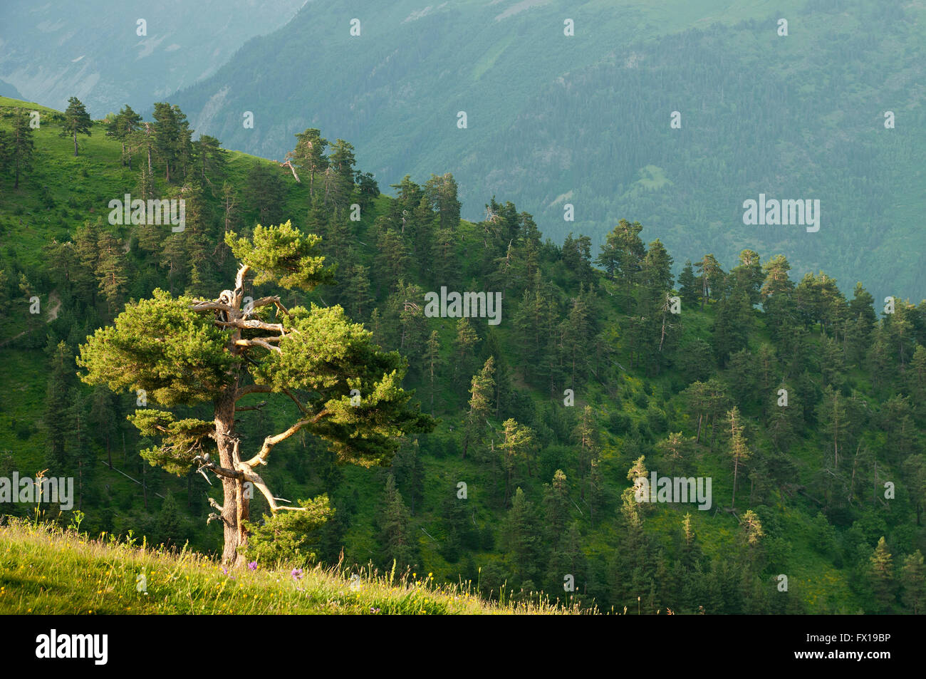 Pine tree in deep woods of Caucasus, Georgia Stock Photo - Alamy