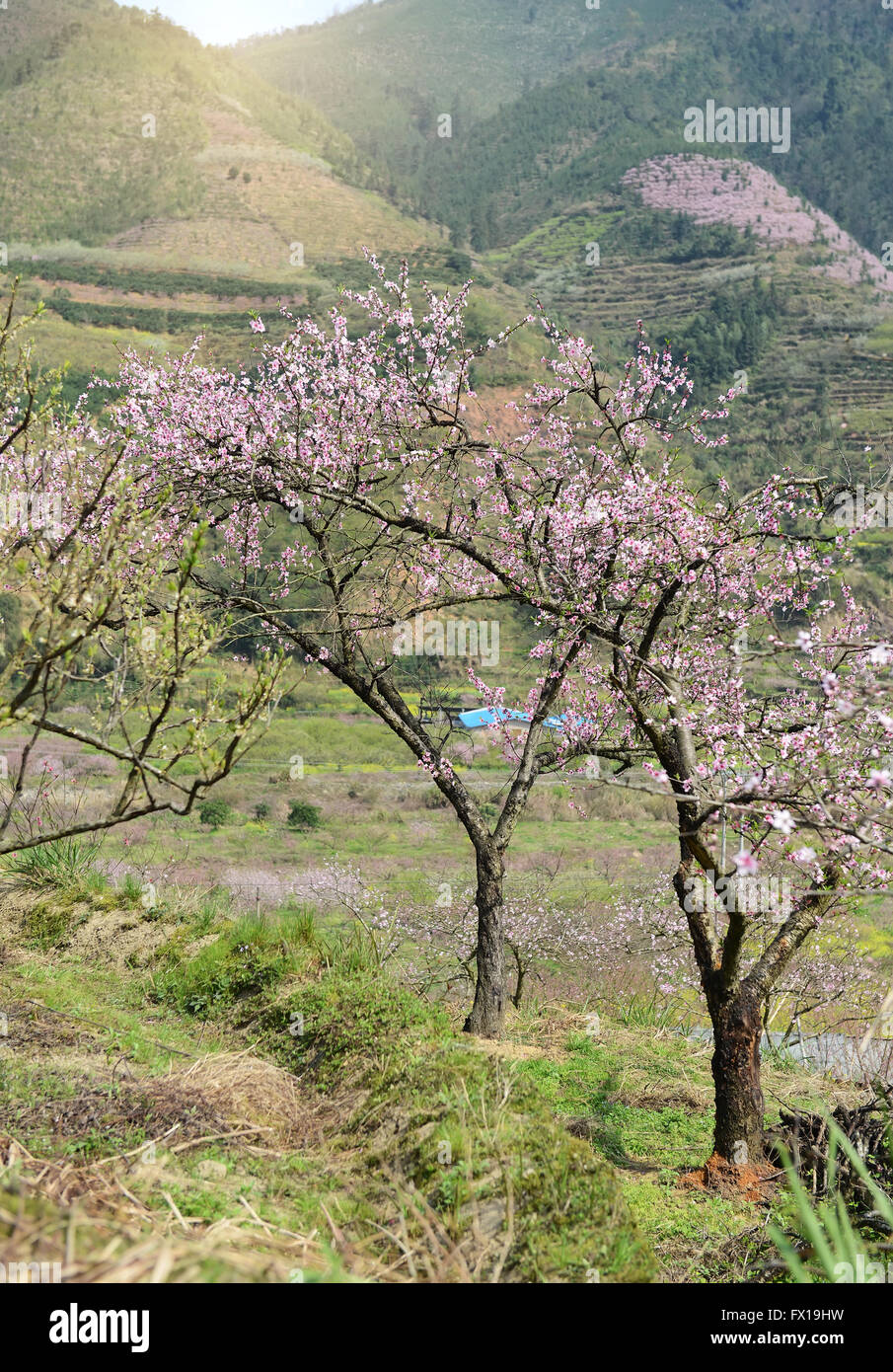 Peach flower blooming Stock Photo - Alamy