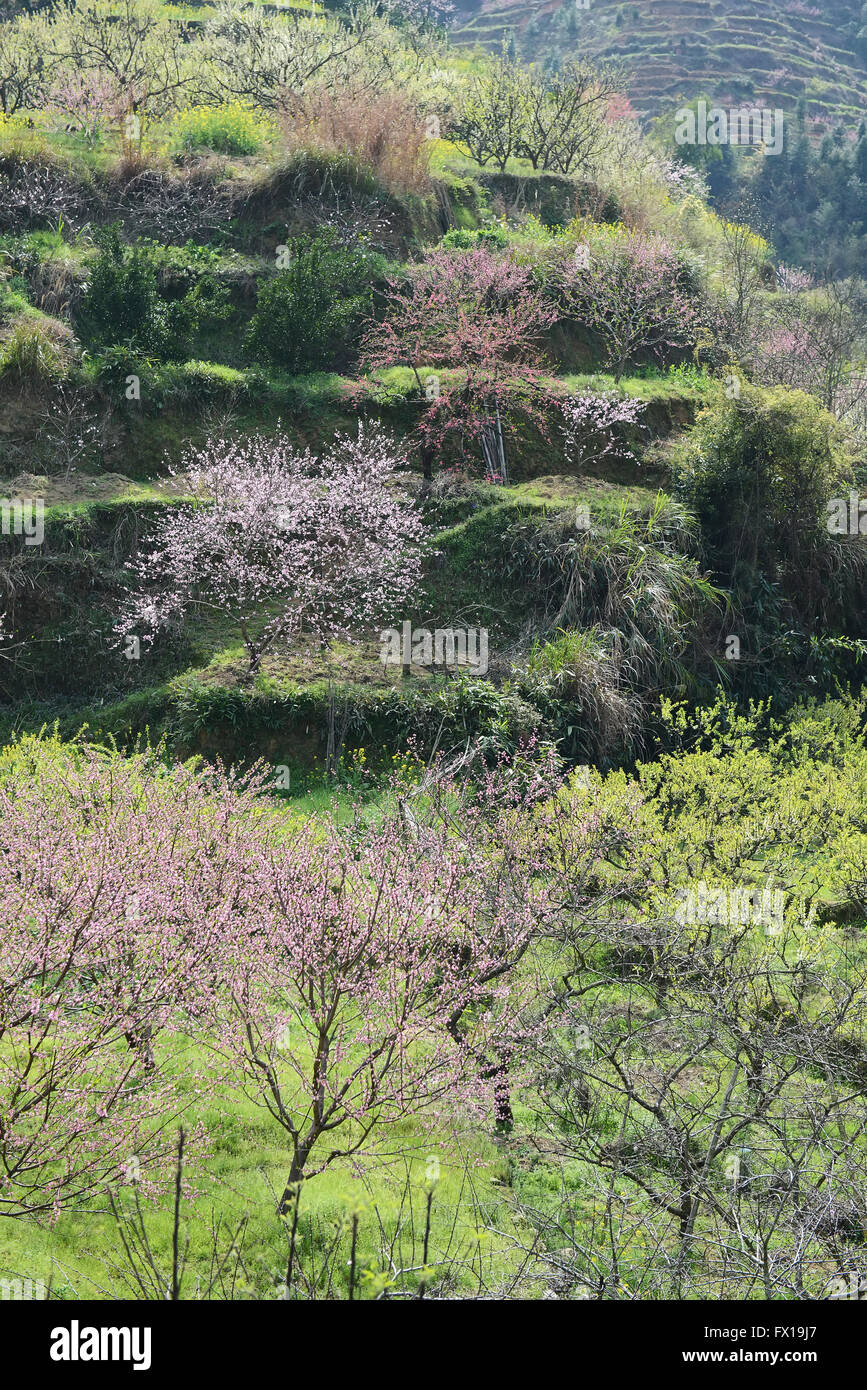 Peach flower blooming Stock Photo - Alamy