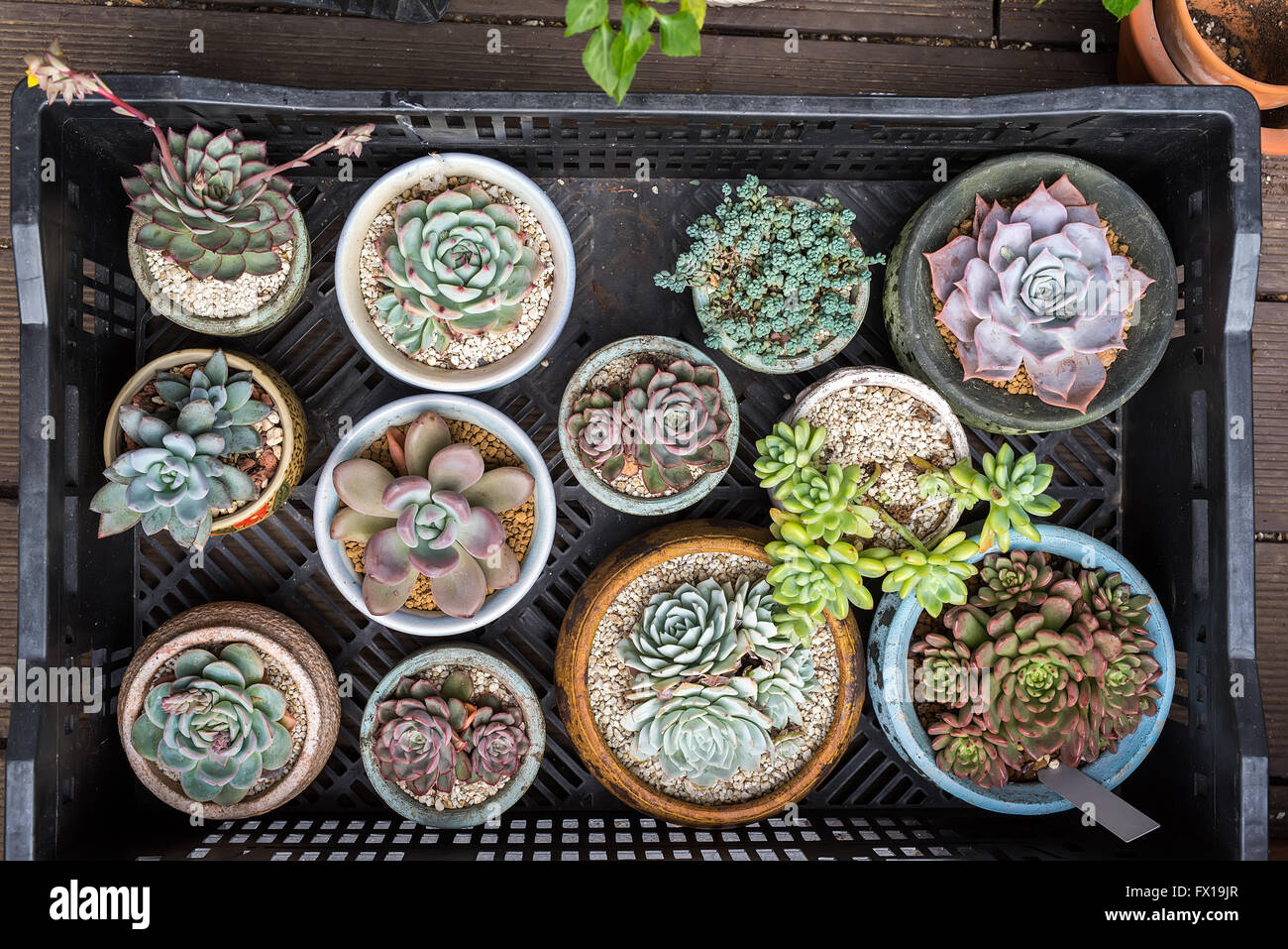 Miniature succulent plants Stock Photo - Alamy
