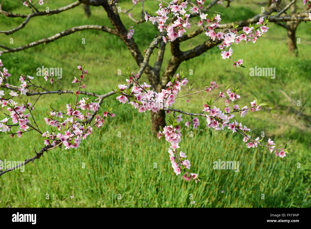 Peach flower blooming Stock Photo - Alamy