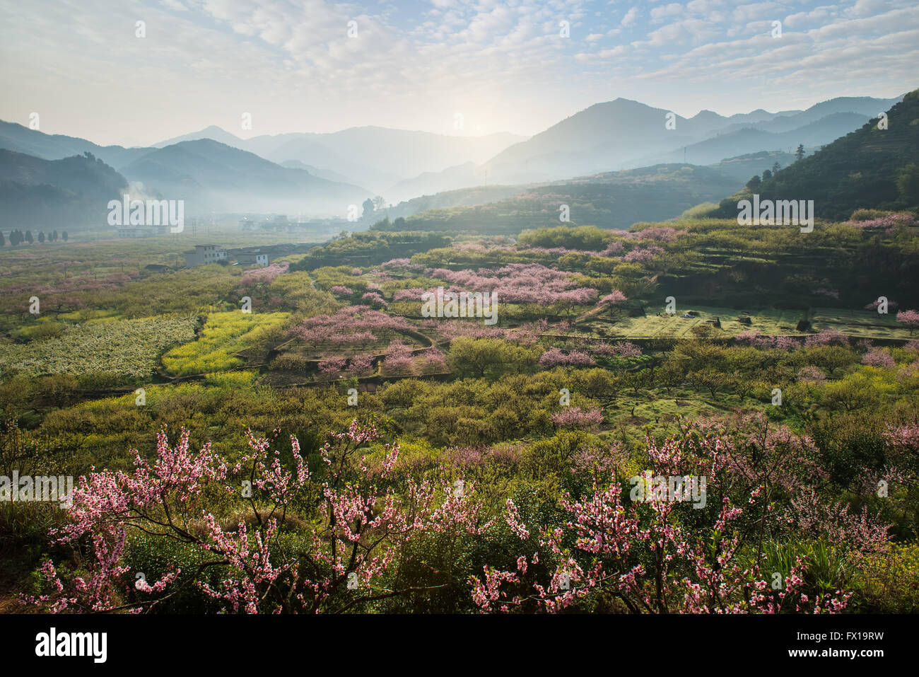 Peach blossom hi-res stock photography and images - Alamy