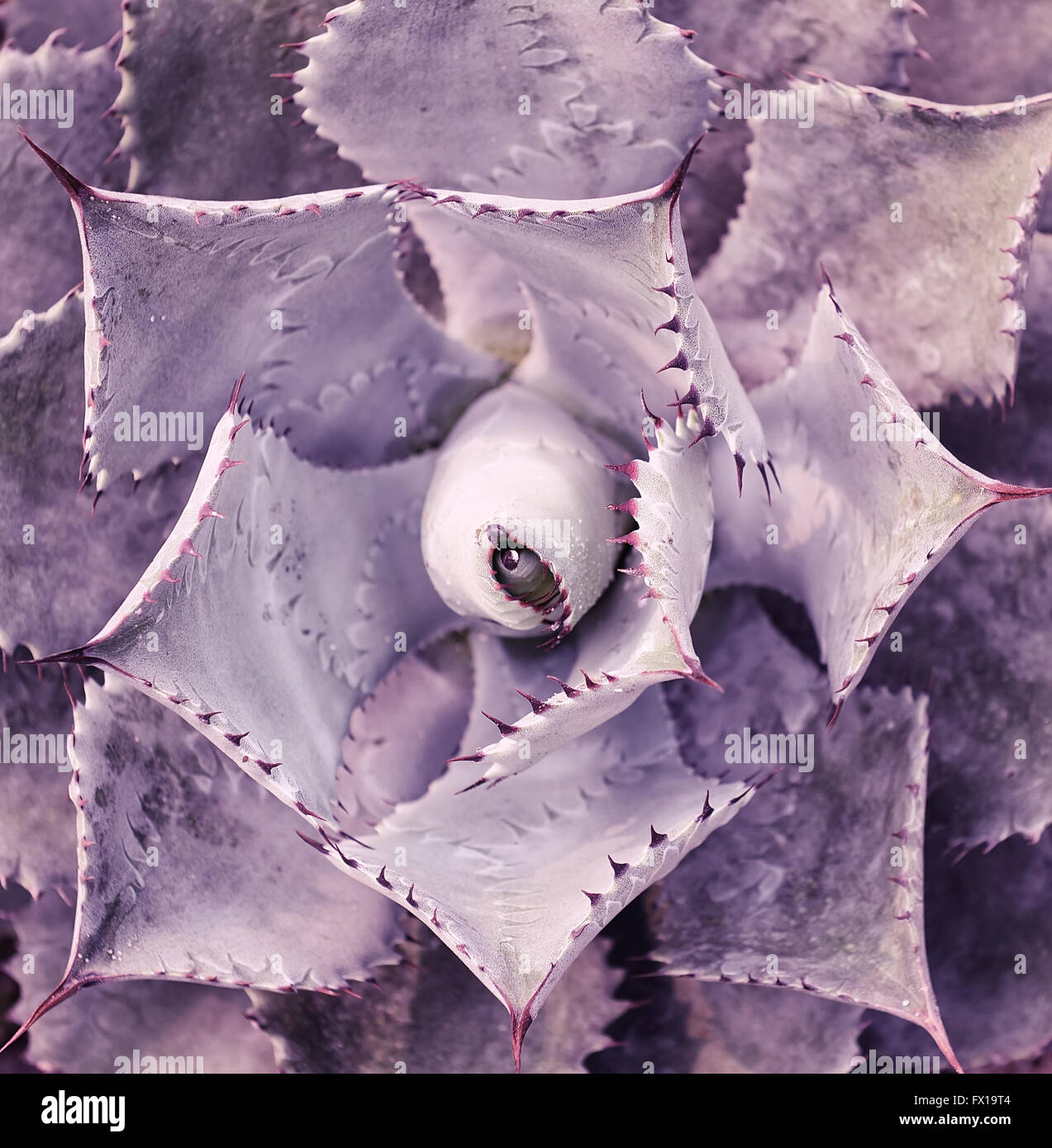 Sharp pointed agave plant leaves Stock Photo - Alamy