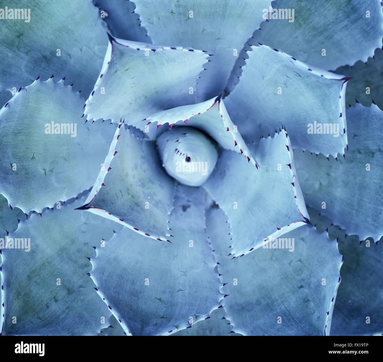 Sharp pointed agave plant leaves Stock Photo - Alamy