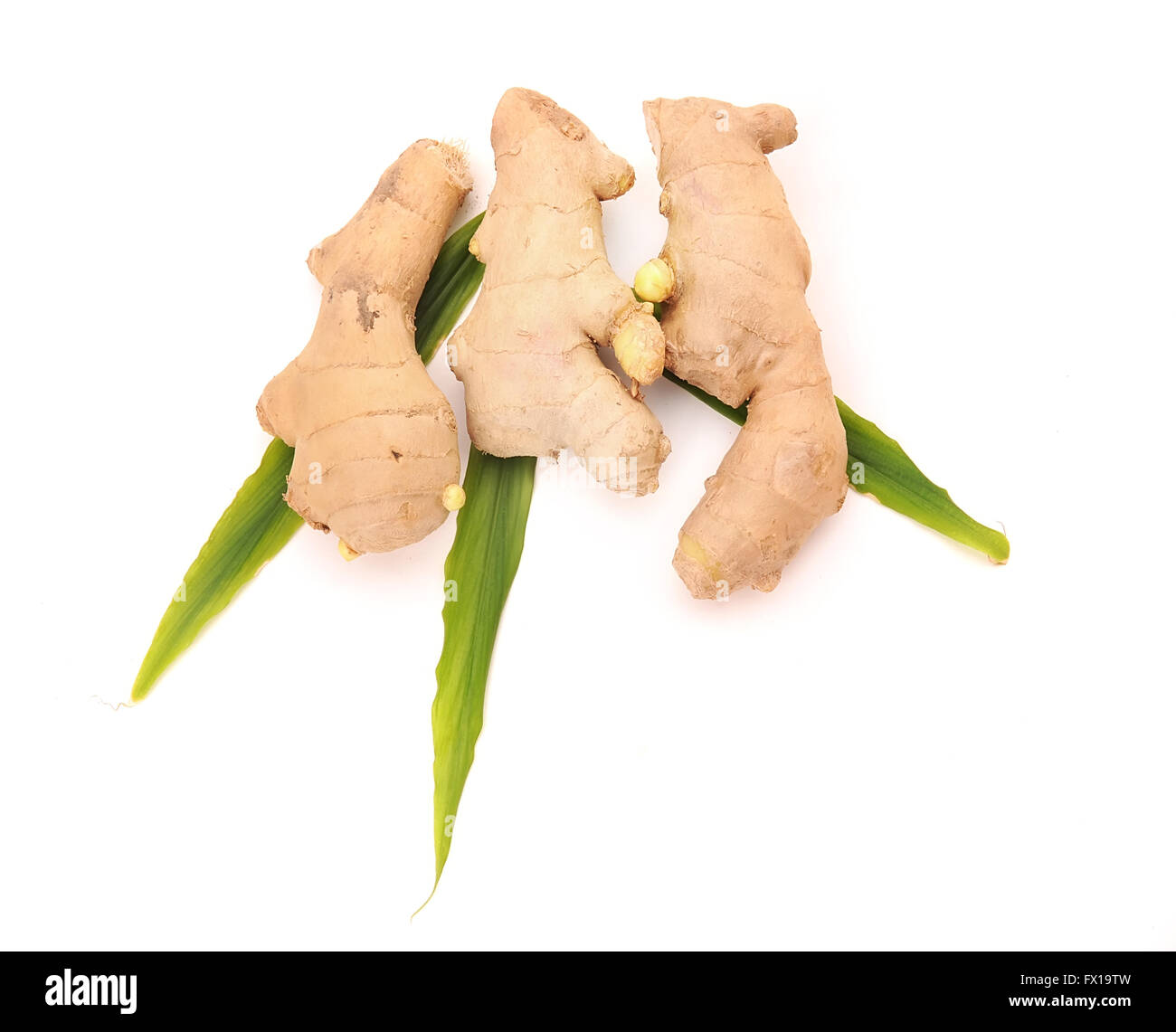 Ginger growth Cut Out Stock Images & Pictures - Alamy