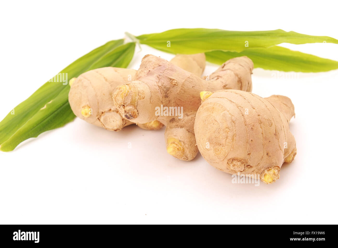 collection of fresh ginger root Stock Photo - Alamy