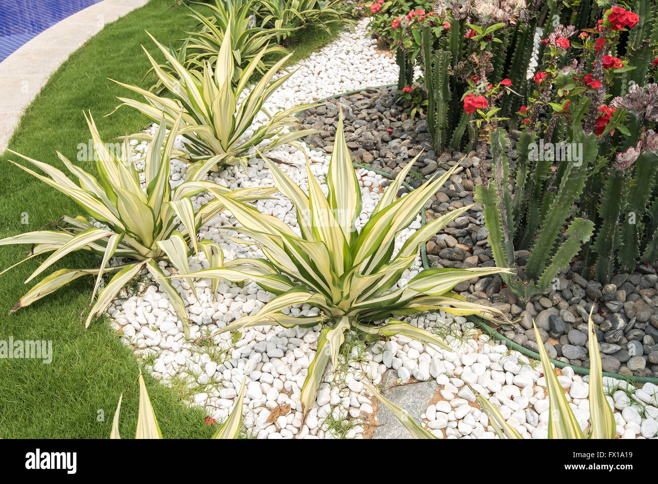 Sharp pointed agave plant leaves Stock Photo - Alamy