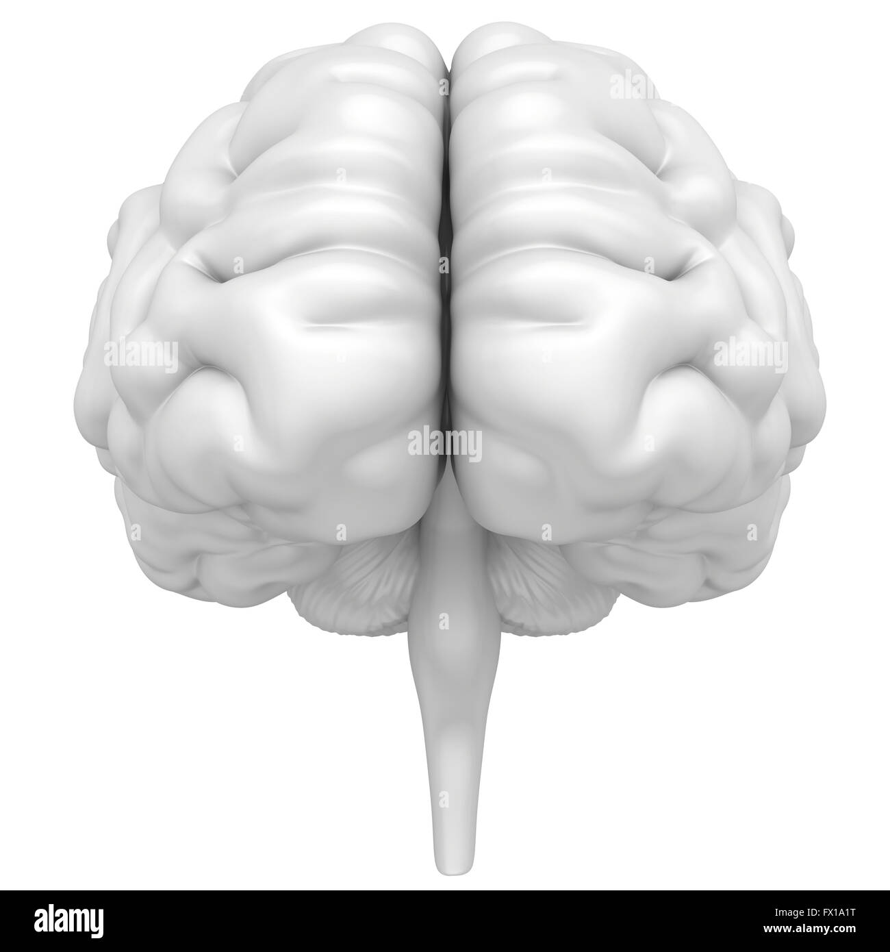 Brain is a close-up isolated on white background Stock Photo - Alamy